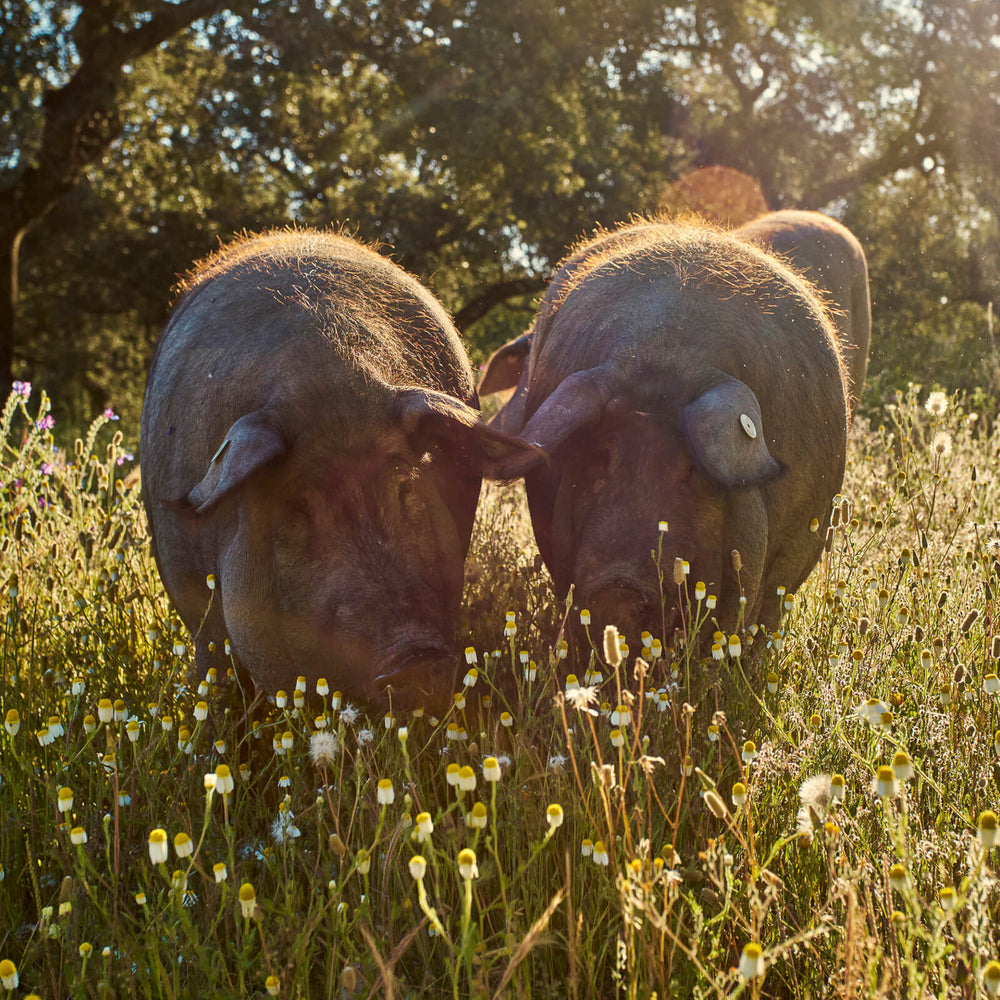 100% Iberian Free-Range Ham Shoulder Case, Machine Sliced – Maximiliano ...
