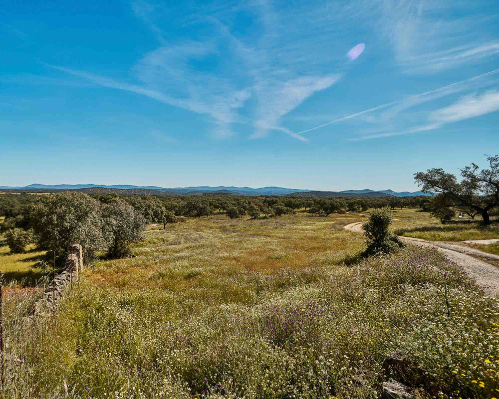 100% Iberian Free-Range Ham Shoulder Case, Machine Sliced – Maximiliano ...